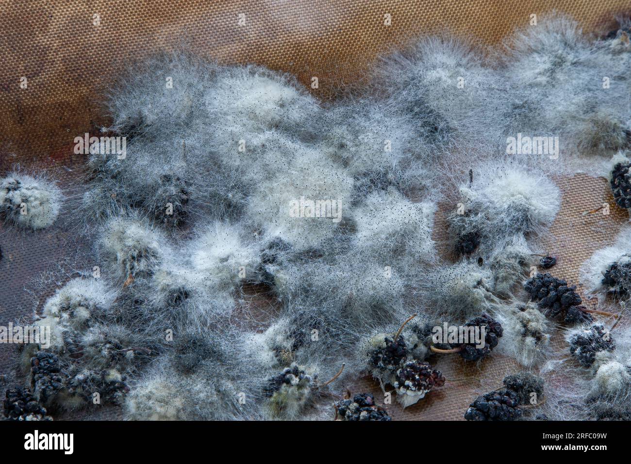 White mold on spoiled food. The mulberries are moldy. Bad food ...