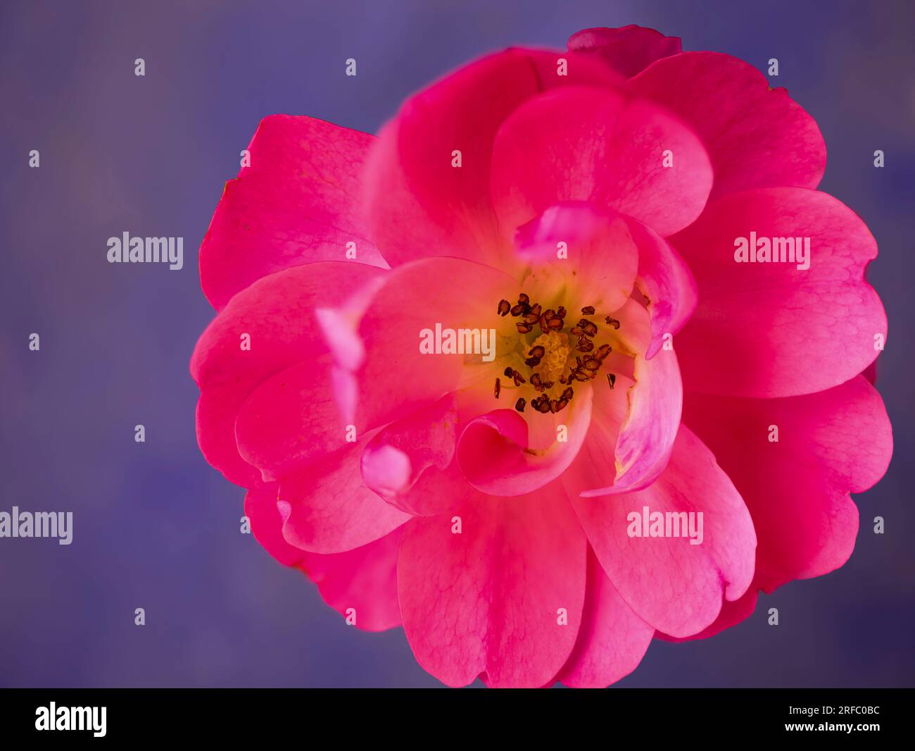 Flowering plant close up still life of single romantic climbing rose ...