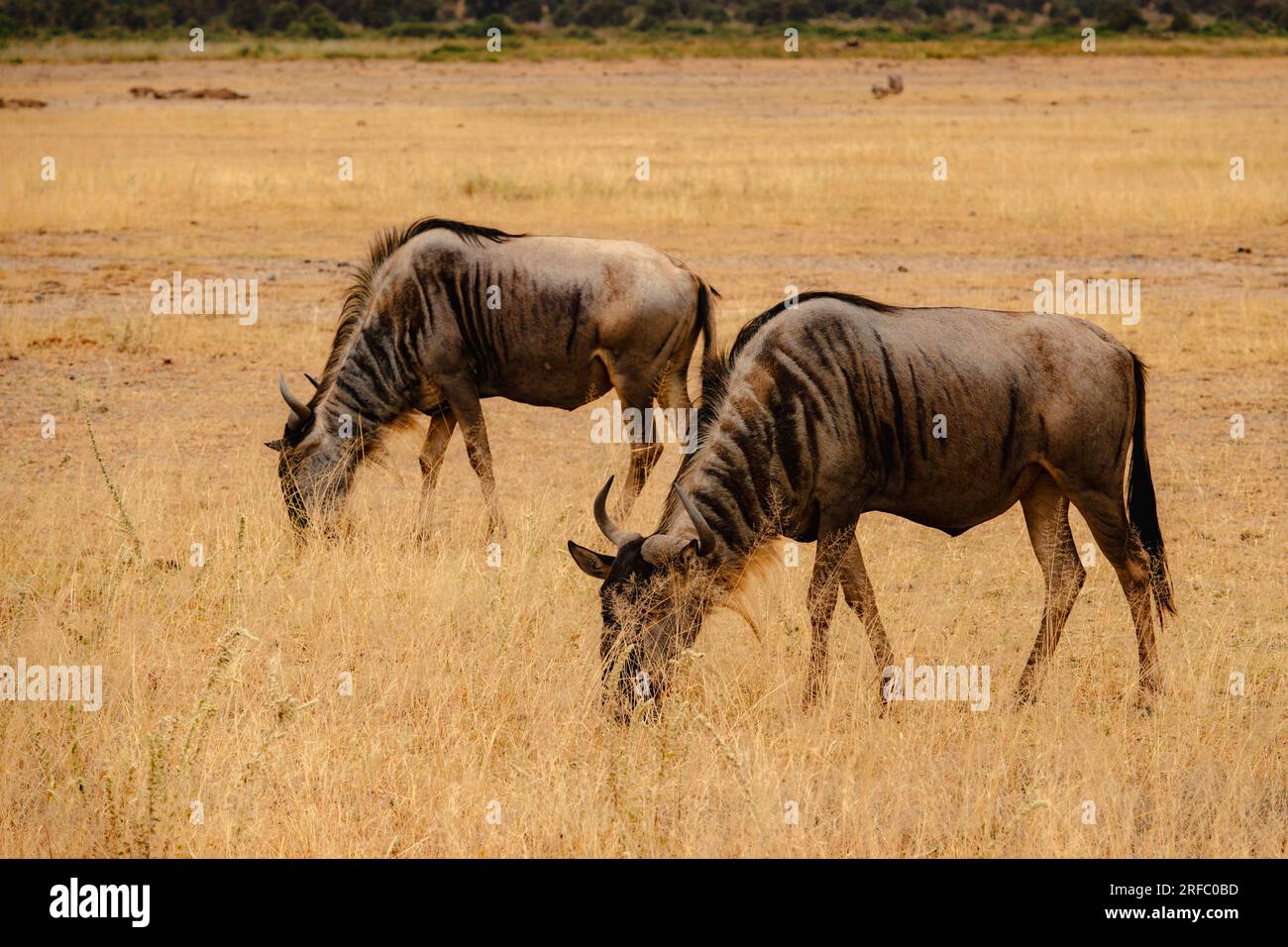 A herd of Southern White Bearded wildebeast at Amboseli National Park ...