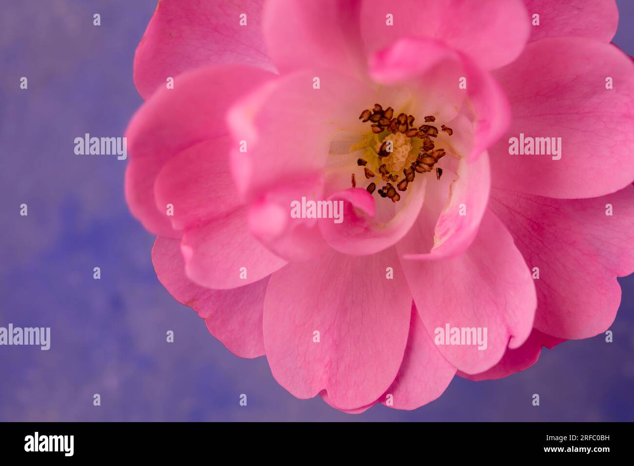 Flowering plant close up still life of single romantic climbing rose ...