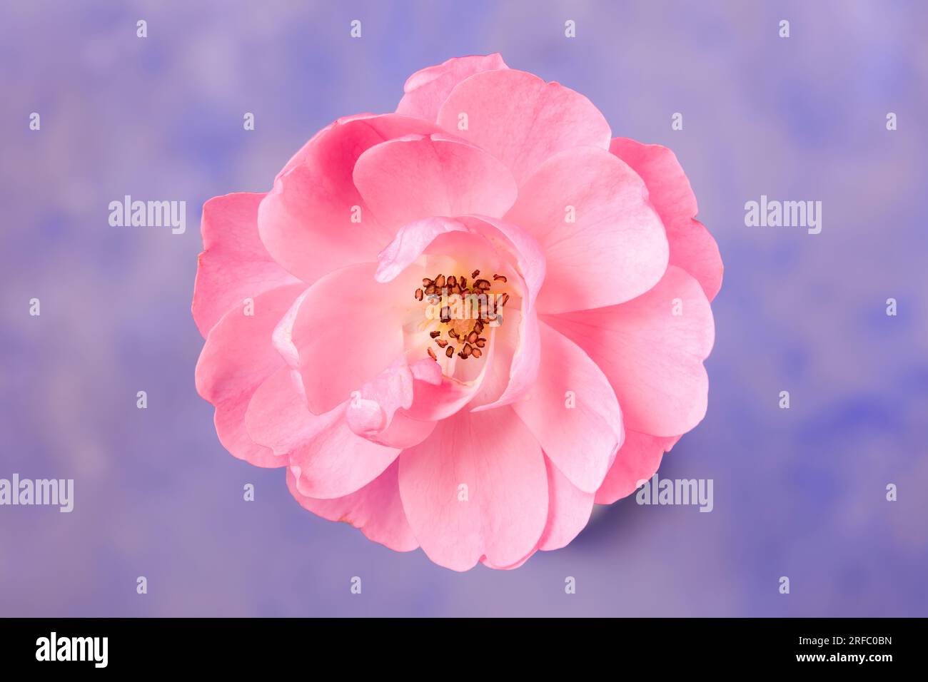 Flowering plant close up still life of single romantic climbing rose ...