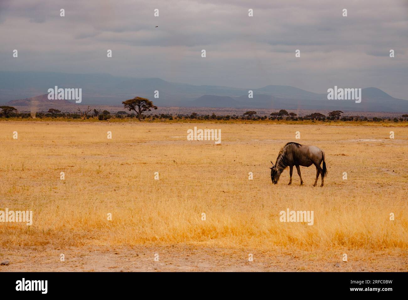 A herd of Southern White Bearded wildebeast at Amboseli National Park ...