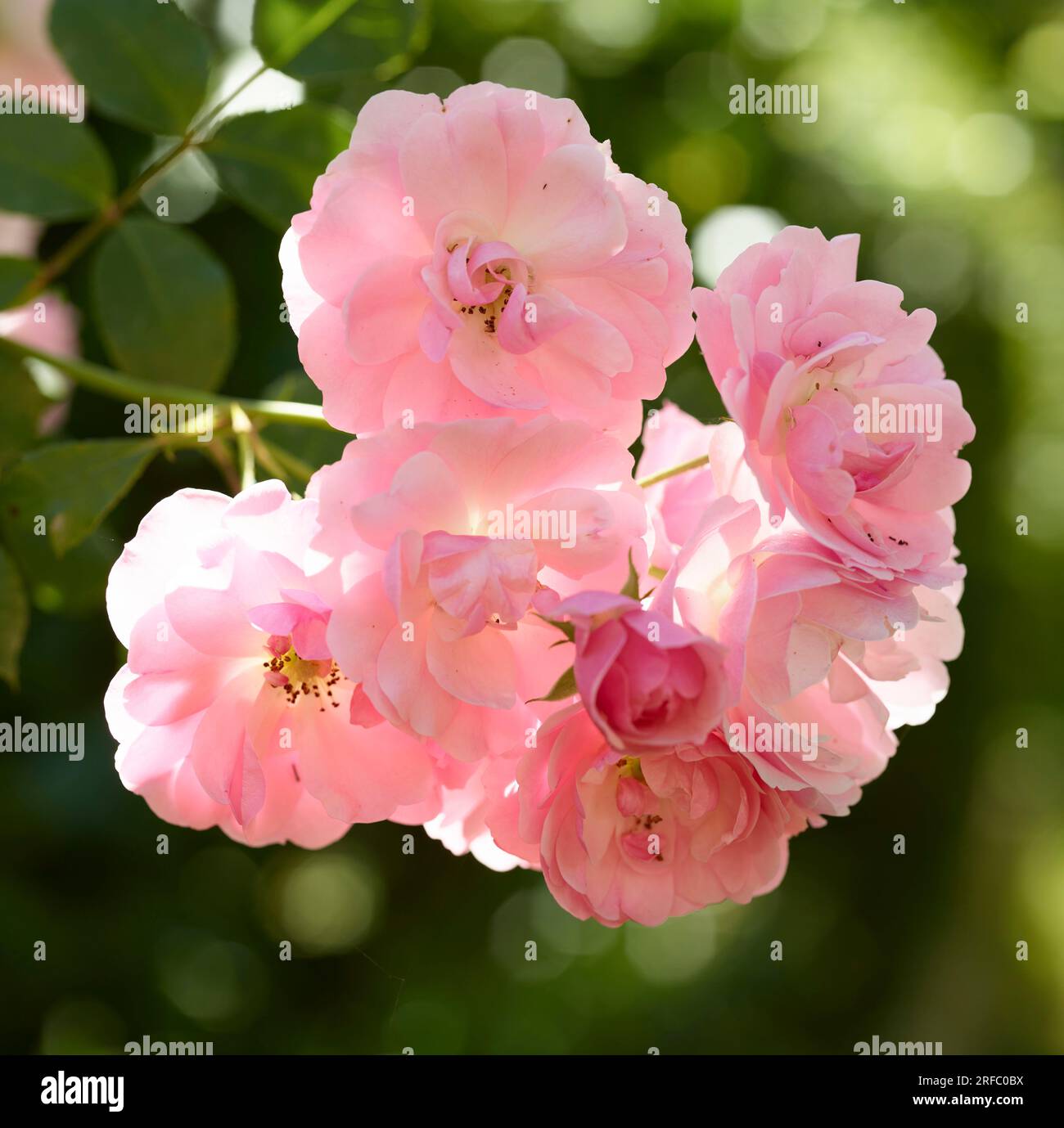 Flowering plant close up still life of bunch of romantic climbing roses ...