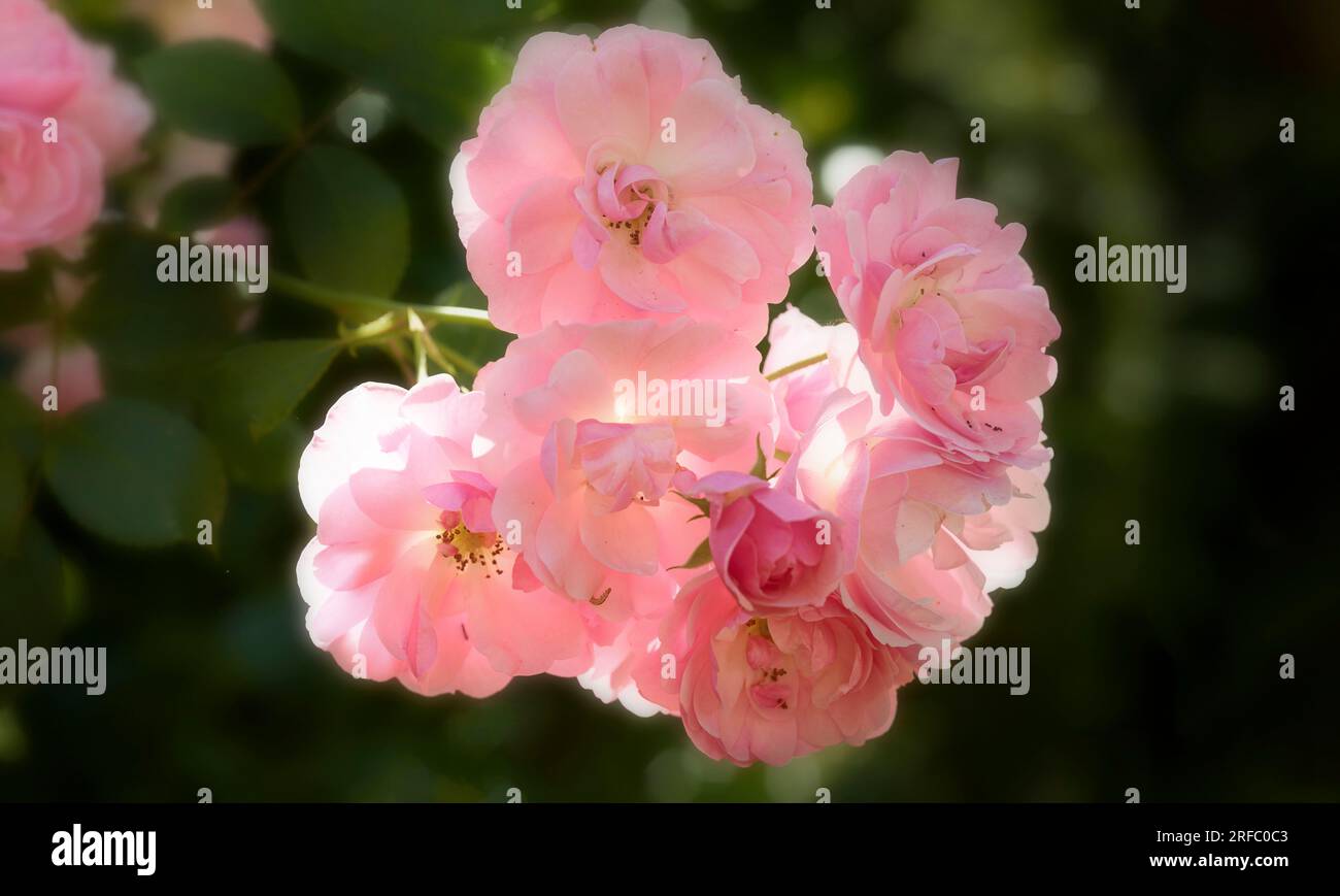 Flowering plant close up still life of bunch of romantic climbing roses ...