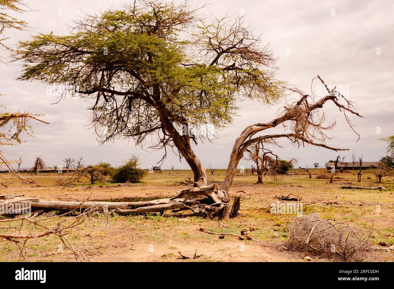 Scenic savannah grassland landscapes with umbrella thorn acacia tree at ...