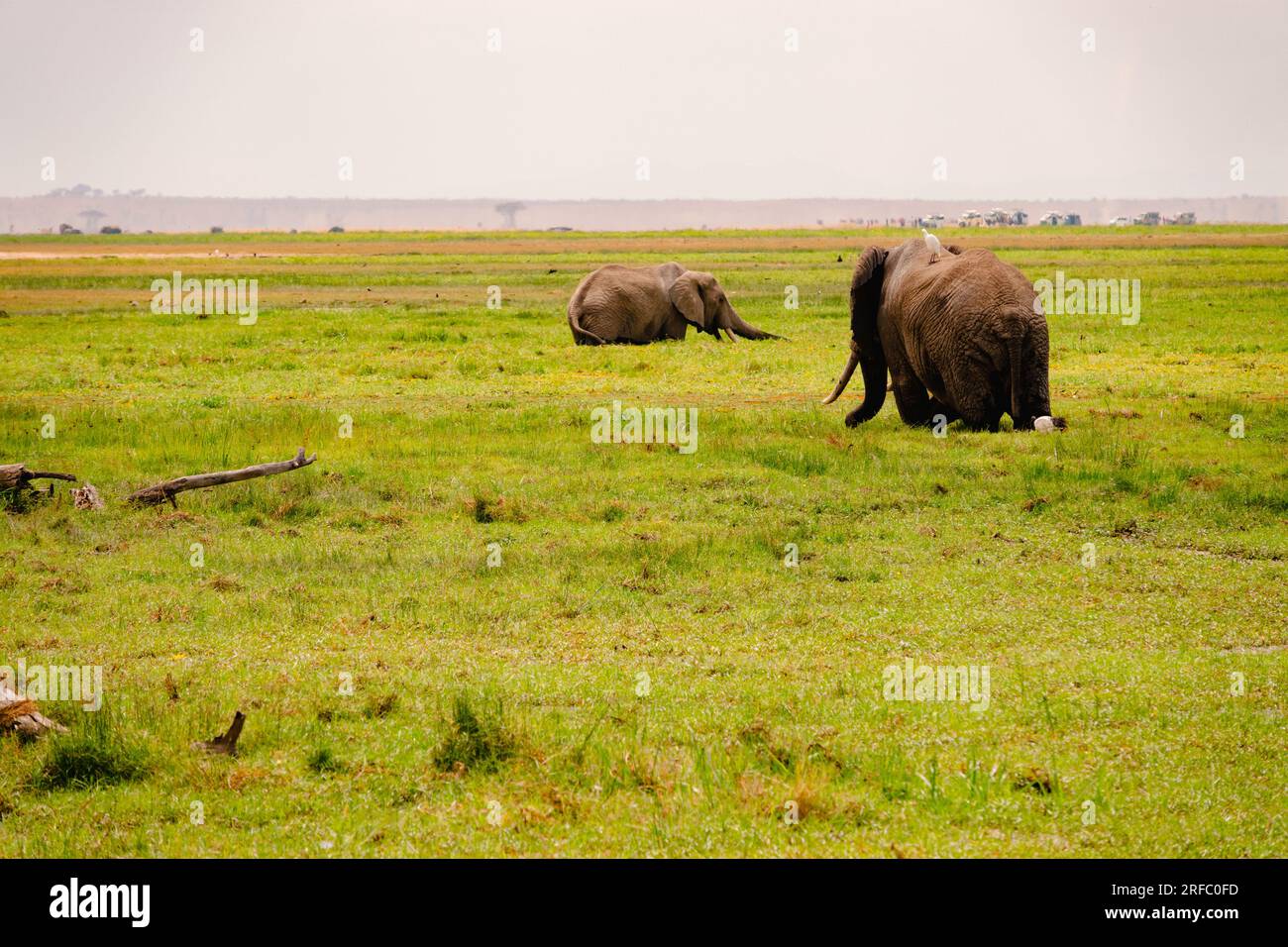 A herd of african elephants foraging in the wild at Amboseli National ...