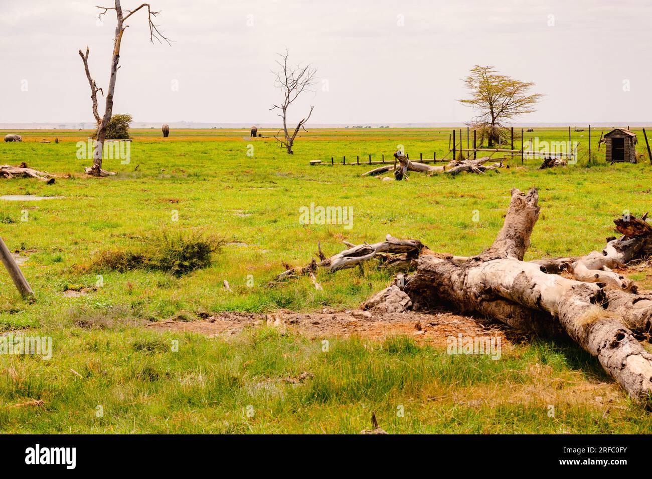 A herd of Southern White Bearded wildebeast at Amboseli National Park ...
