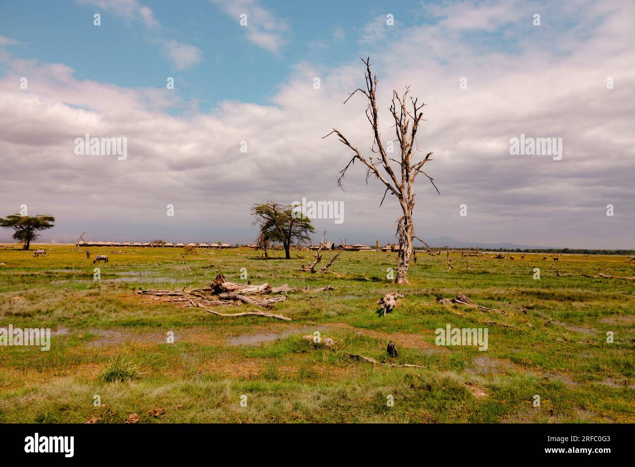 A herd of Southern White Bearded wildebeast at Amboseli National Park ...