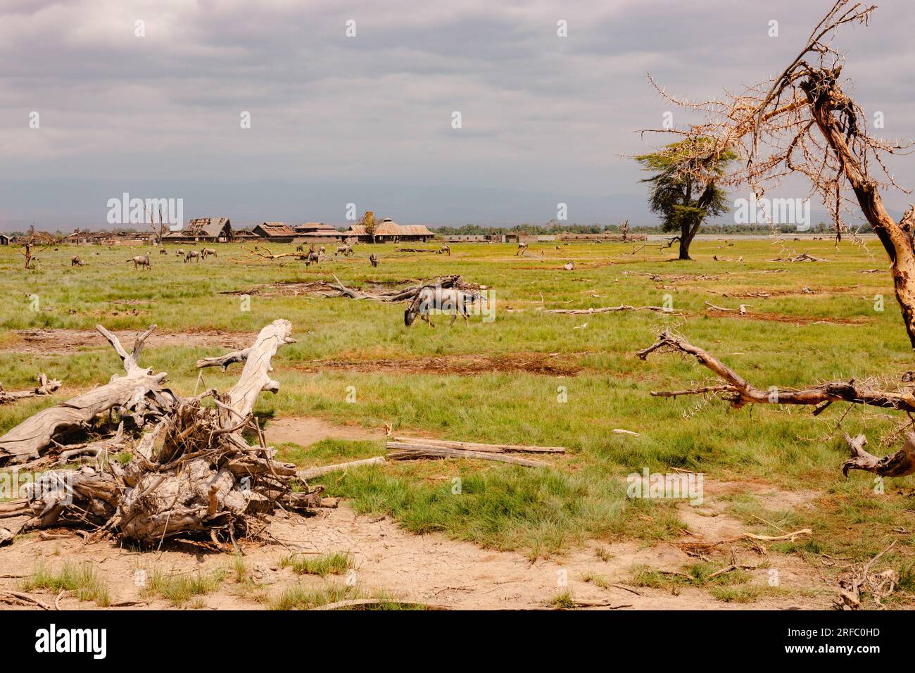 A herd of Southern White Bearded wildebeast at Amboseli National Park ...