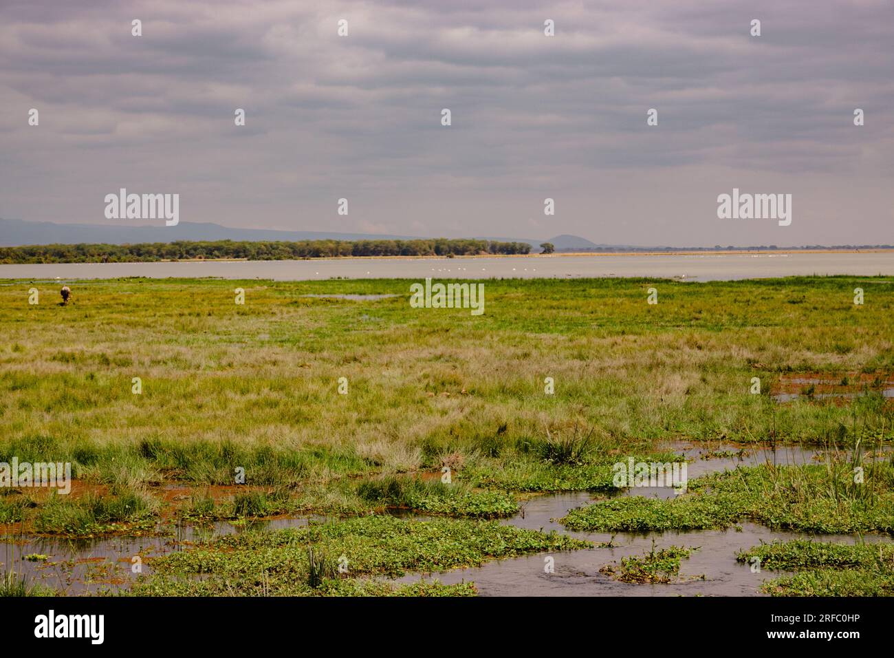 Feather reed grass growing in the wild at Enkongo Narok Swamp in ...