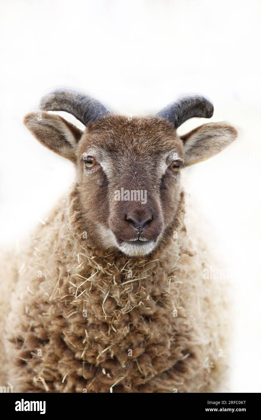 Manx loaghtan hi-res stock photography and images - Alamy