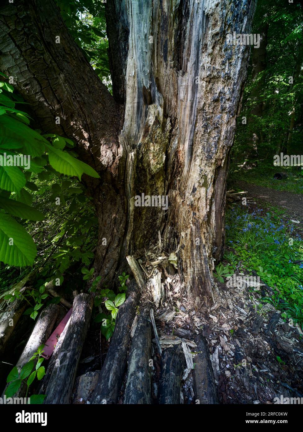 Striking intimate portraits of Woodland textures in appropriate light ...
