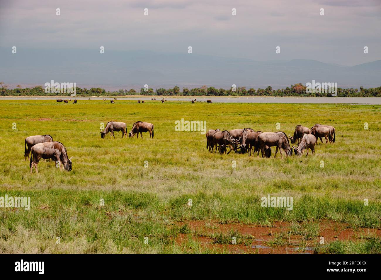 A herd of Southern White Bearded wildebeast at Amboseli National Park ...