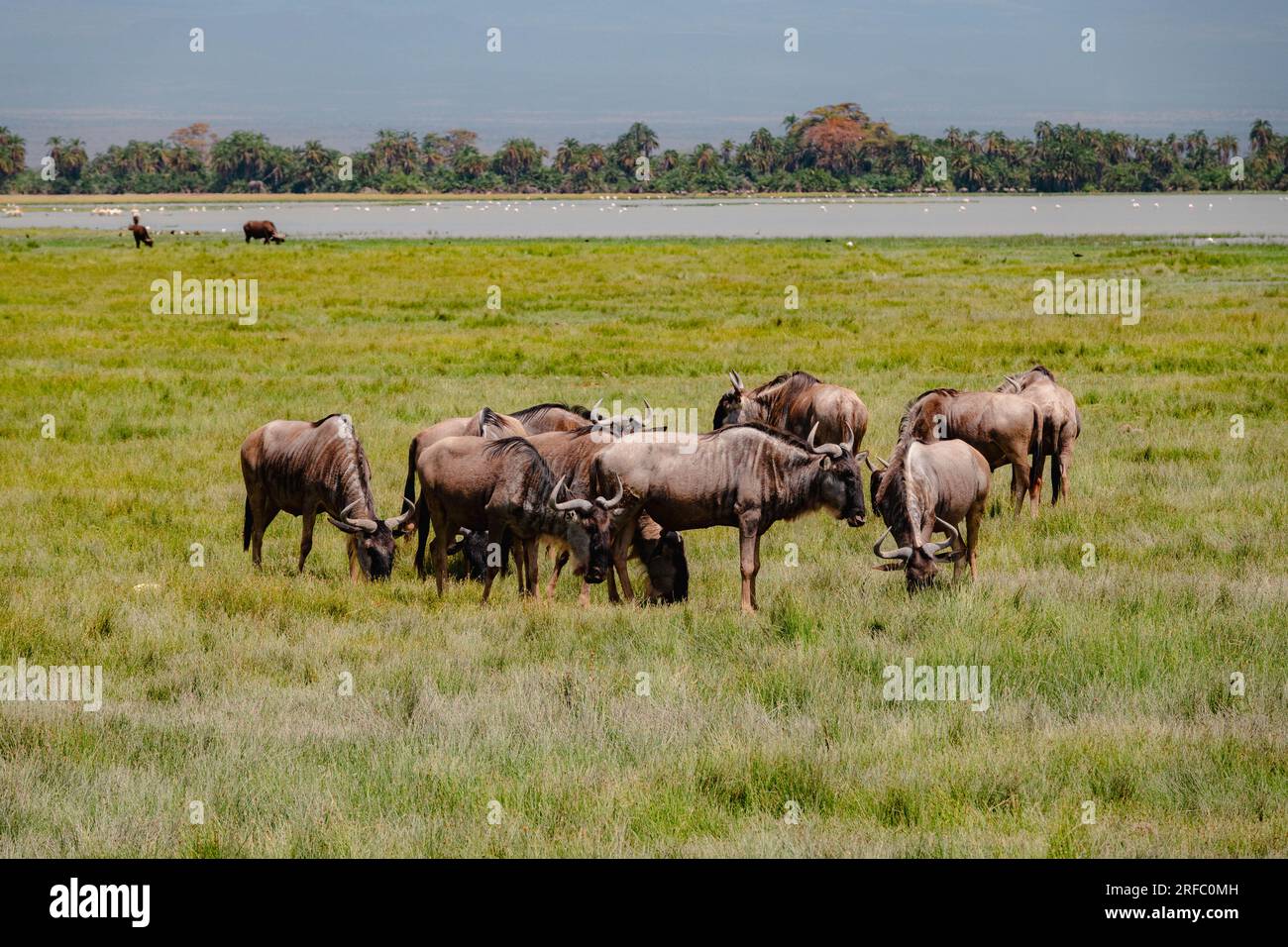 A herd of Southern White Bearded wildebeast at Amboseli National Park ...