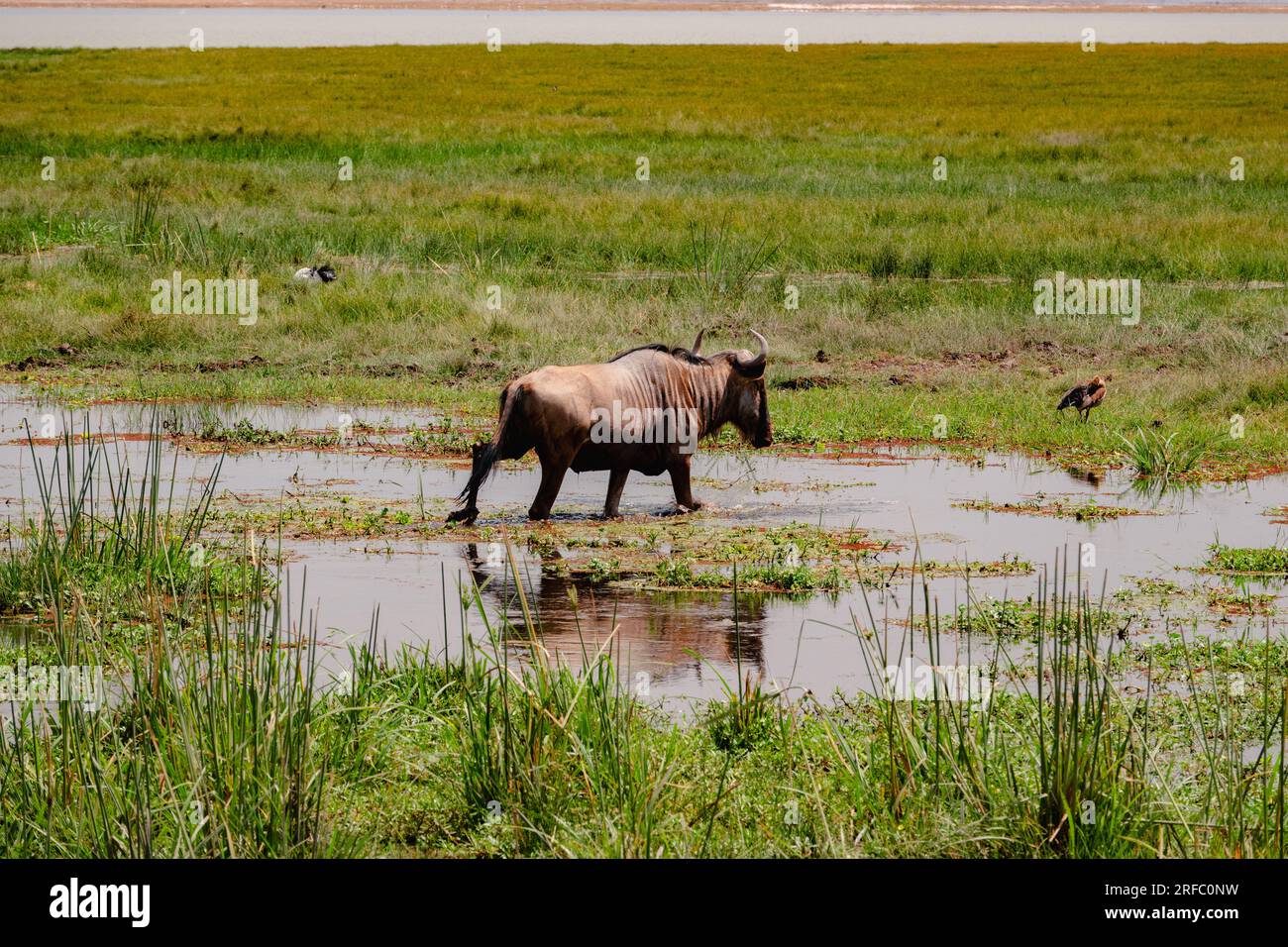 A herd of Southern White Bearded wildebeast at Amboseli National Park ...