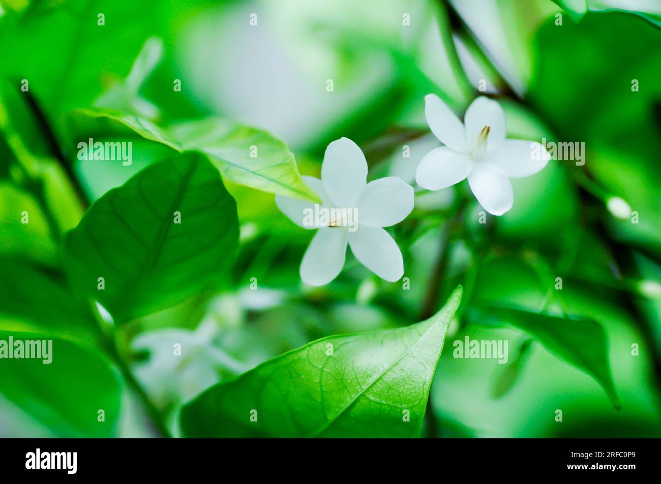 Murraya paniculata rutaceae hi-res stock photography and images - Alamy