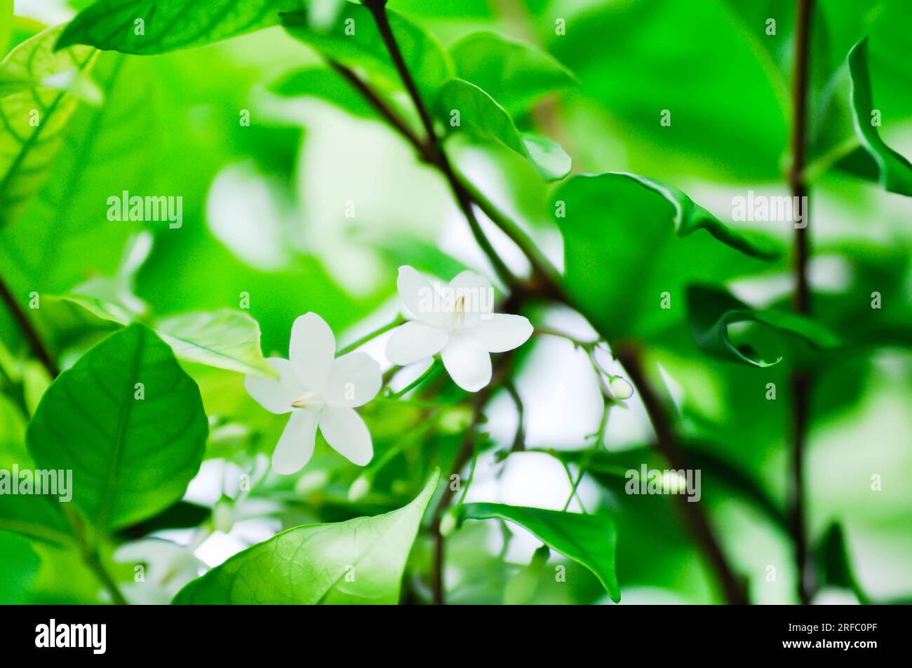 Murraya paniculata rutaceae hi-res stock photography and images - Alamy