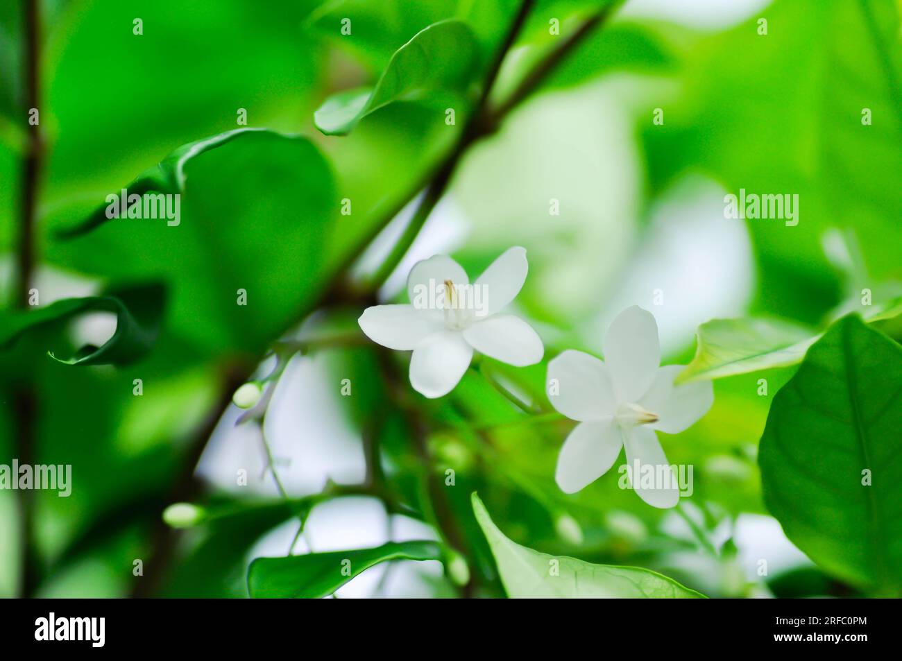 Andaman Satinwood, China Box Tree or Chinese Box wood or Orange ...