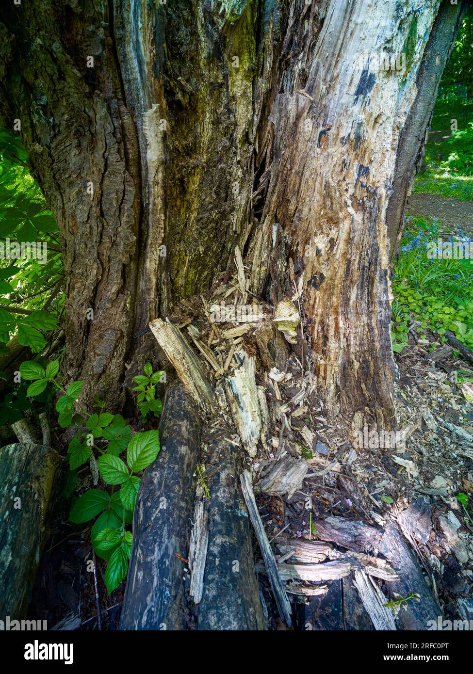Striking intimate portraits of Woodland textures in appropriate light ...