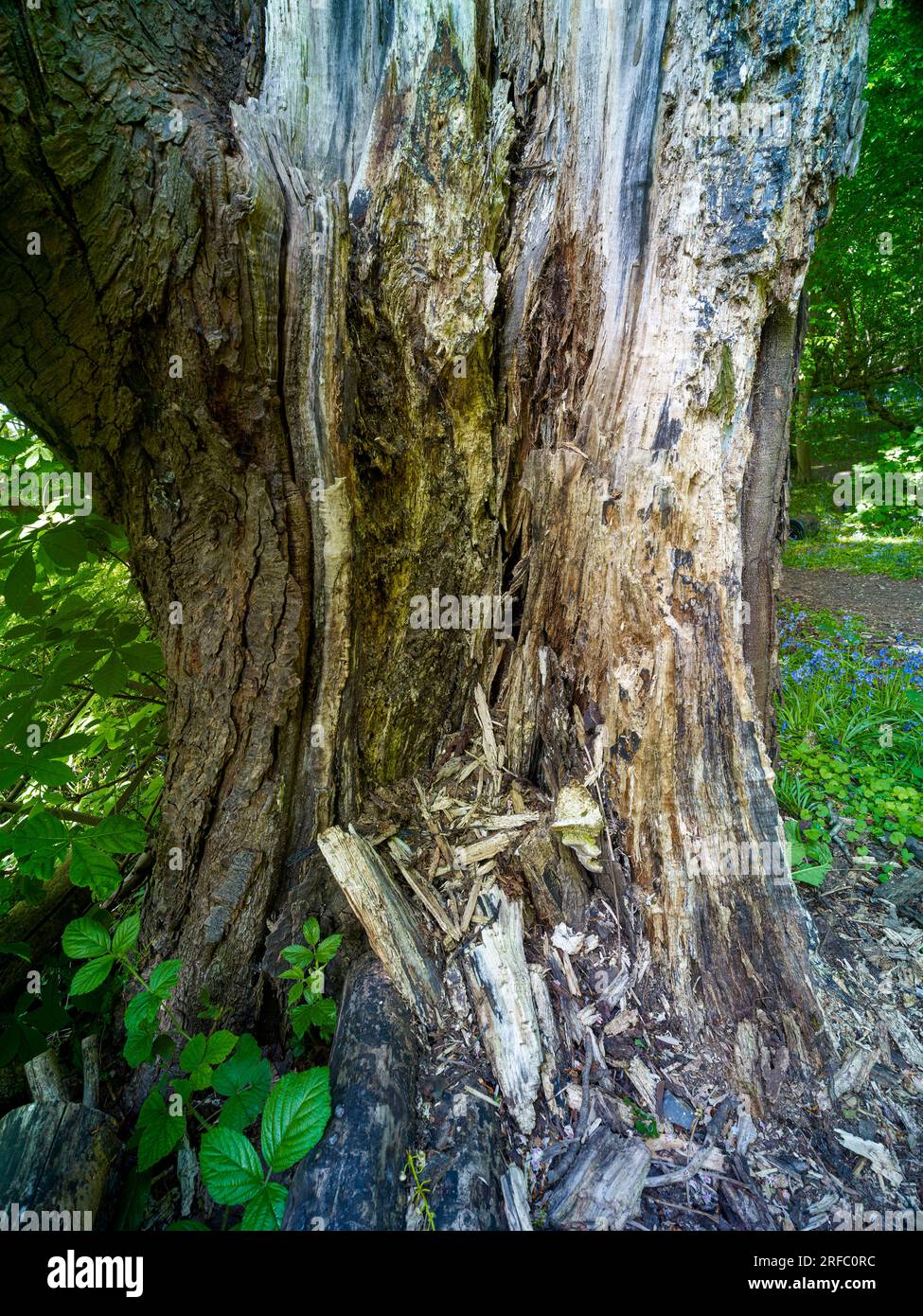 Striking intimate portraits of Woodland textures in appropriate light ...