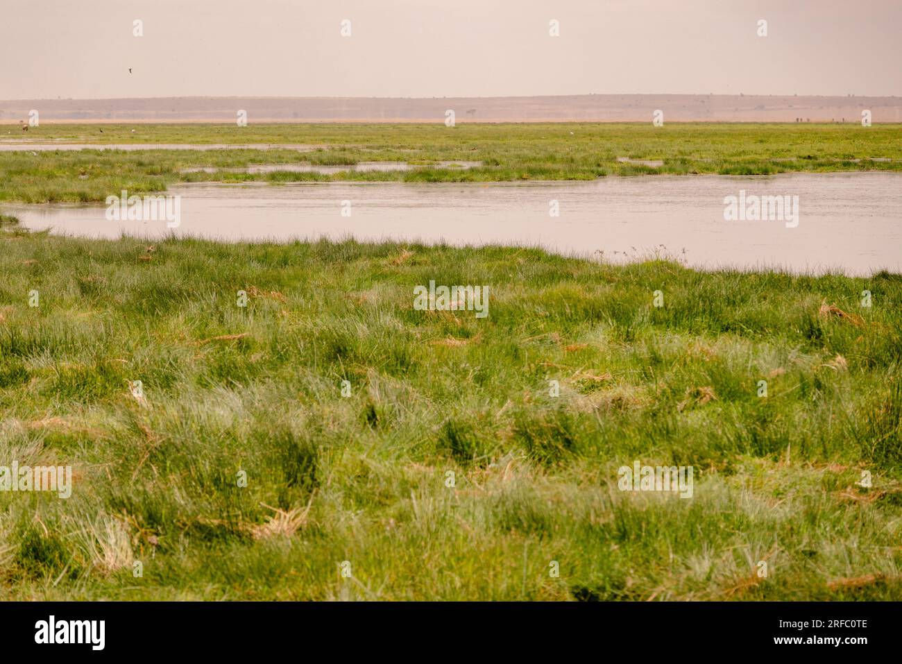 Feather reed grass growing in the wild at Enkongo Narok Swamp in ...