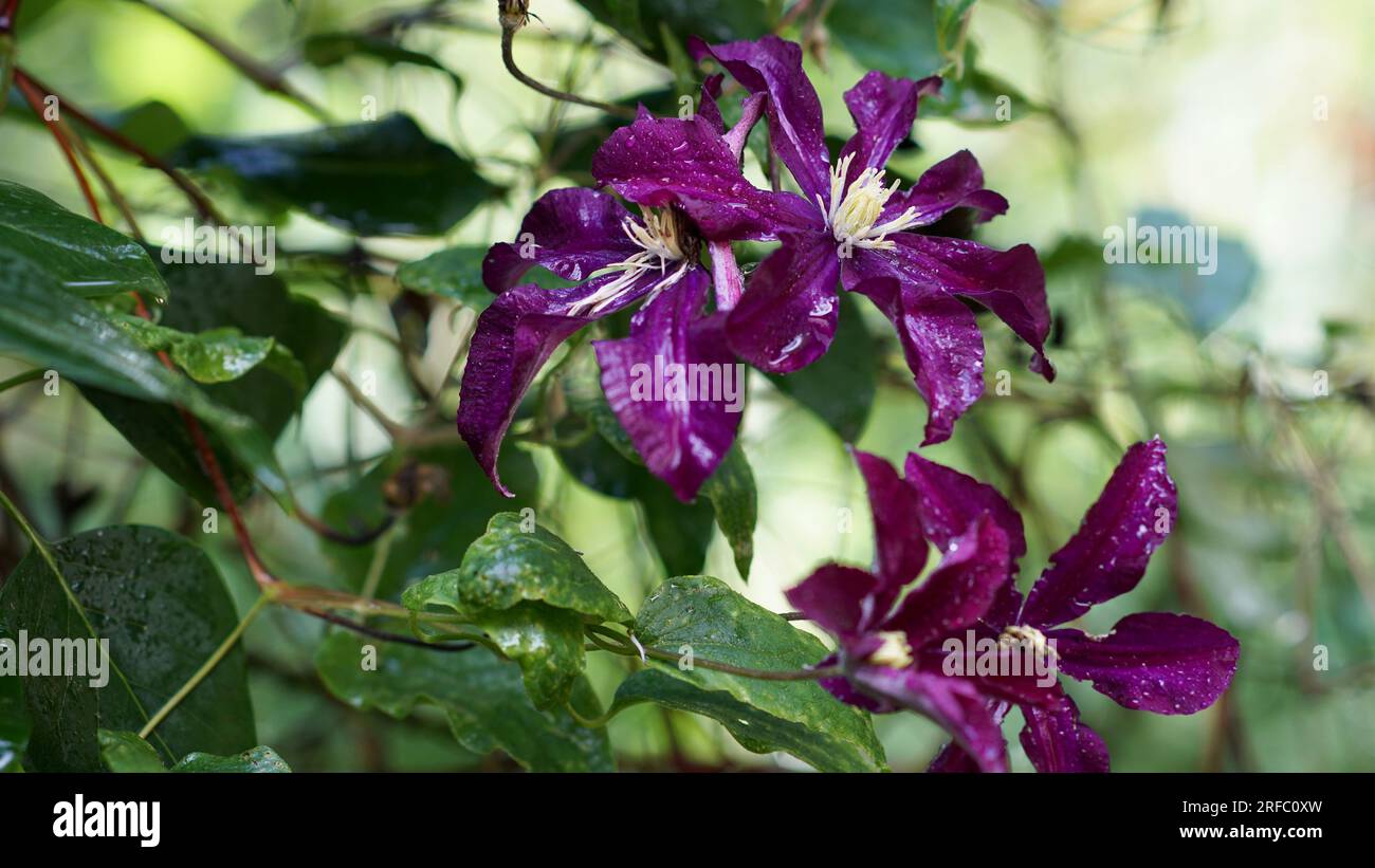 Pretty purple clematis blossoms after a rain shower Stock Photo - Alamy