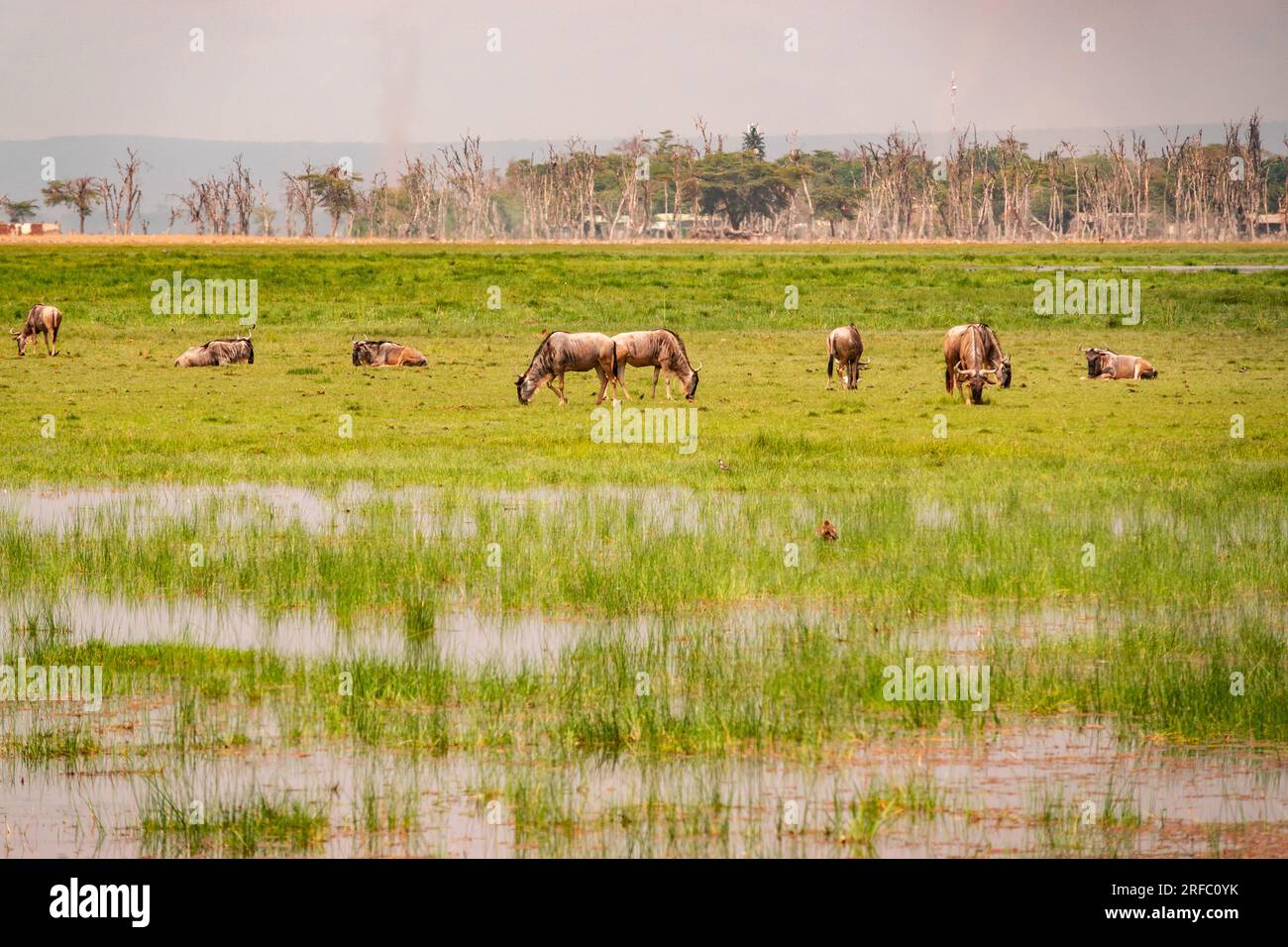A herd of Southern White Bearded wildebeast at Amboseli National Park ...