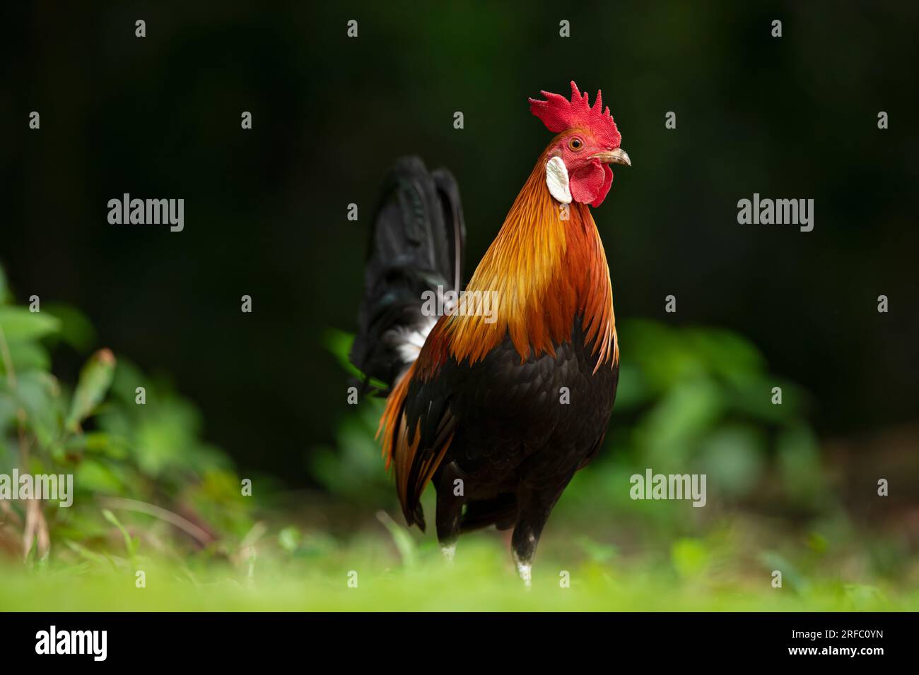 Red junglefowl rooster foraging on the edge of a mangrove forest ...