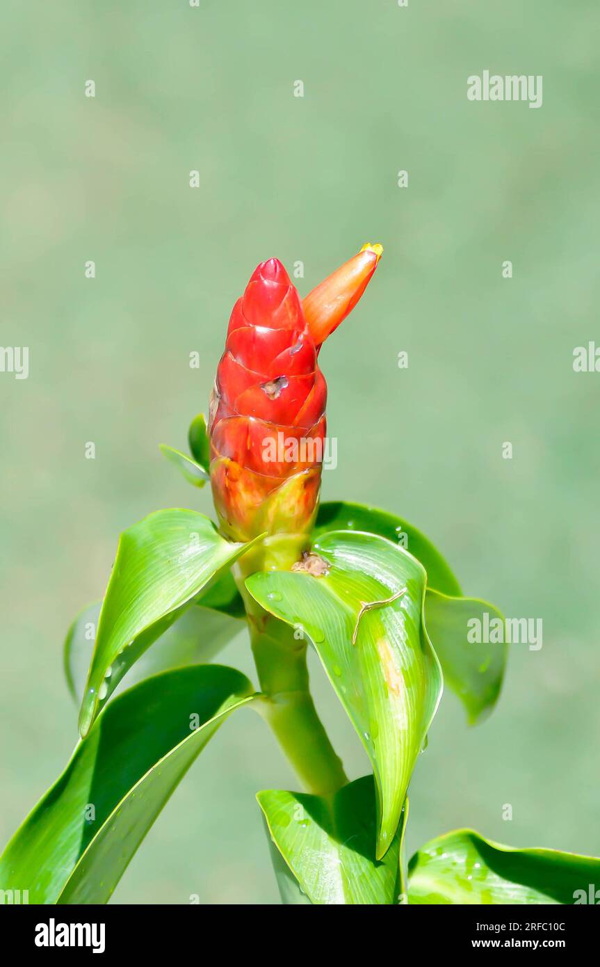 Costus speciosus crape ginger hi-res stock photography and images - Alamy