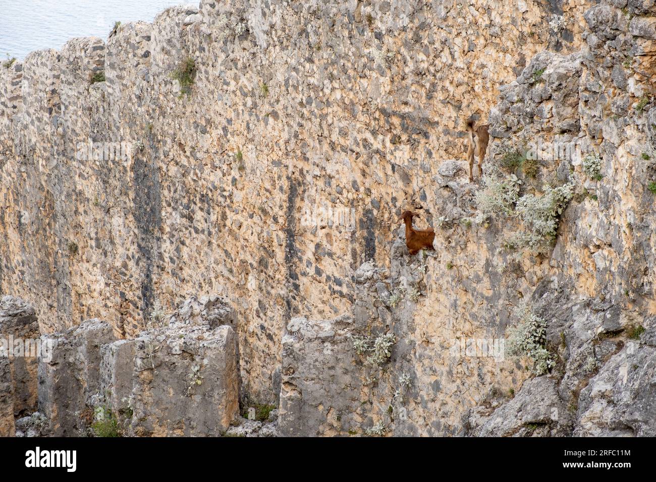 Sheer cliff goat hi-res stock photography and images - Alamy