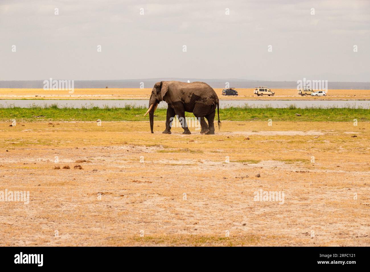 A herd of african elephants foraging in the wild at Amboseli National ...