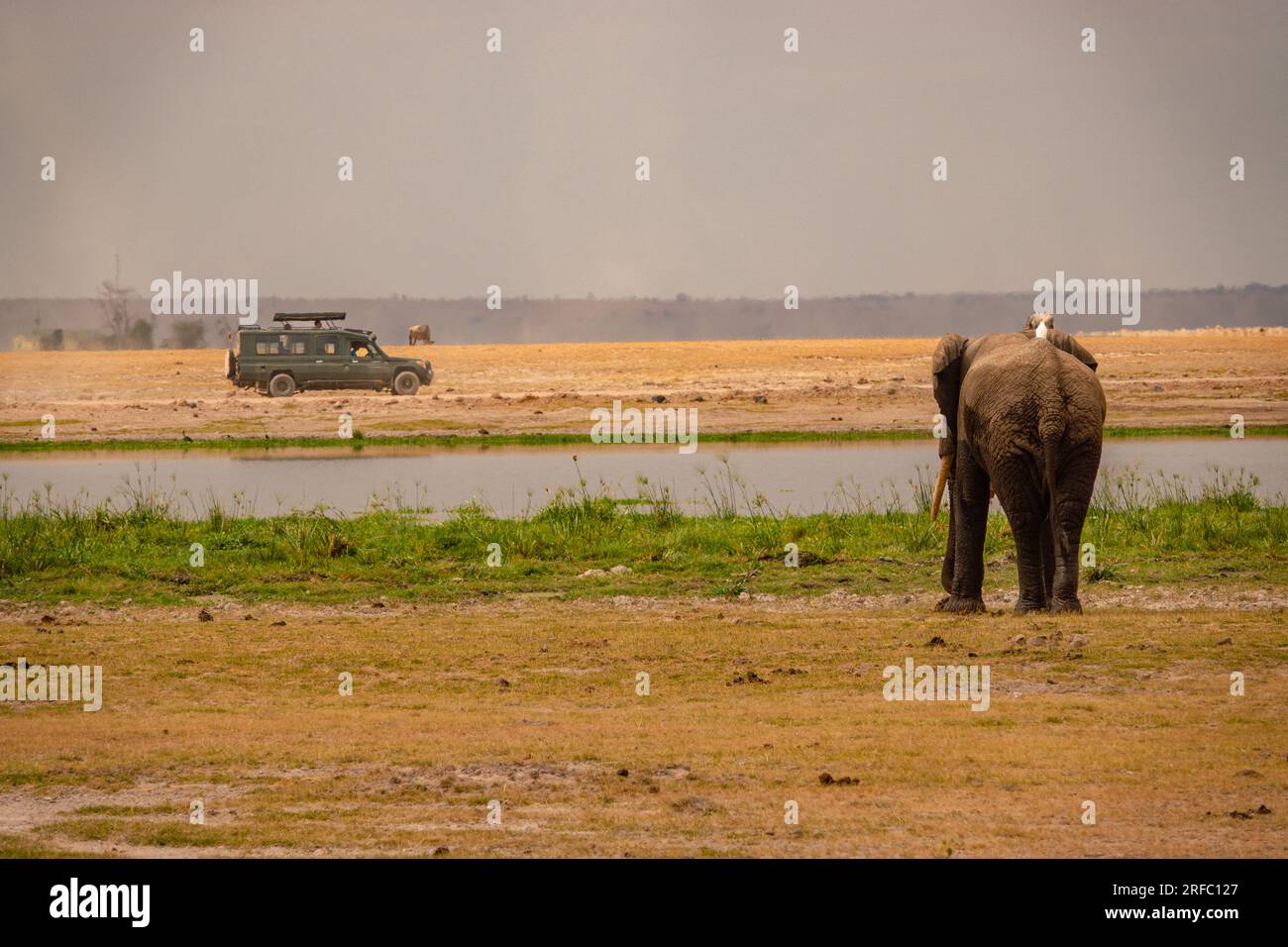 A herd of african elephants foraging in the wild at Amboseli National ...