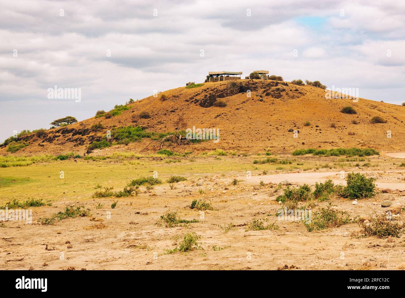 Scenic savannah grassland landscapes with umbrella thorn acacia tree at ...