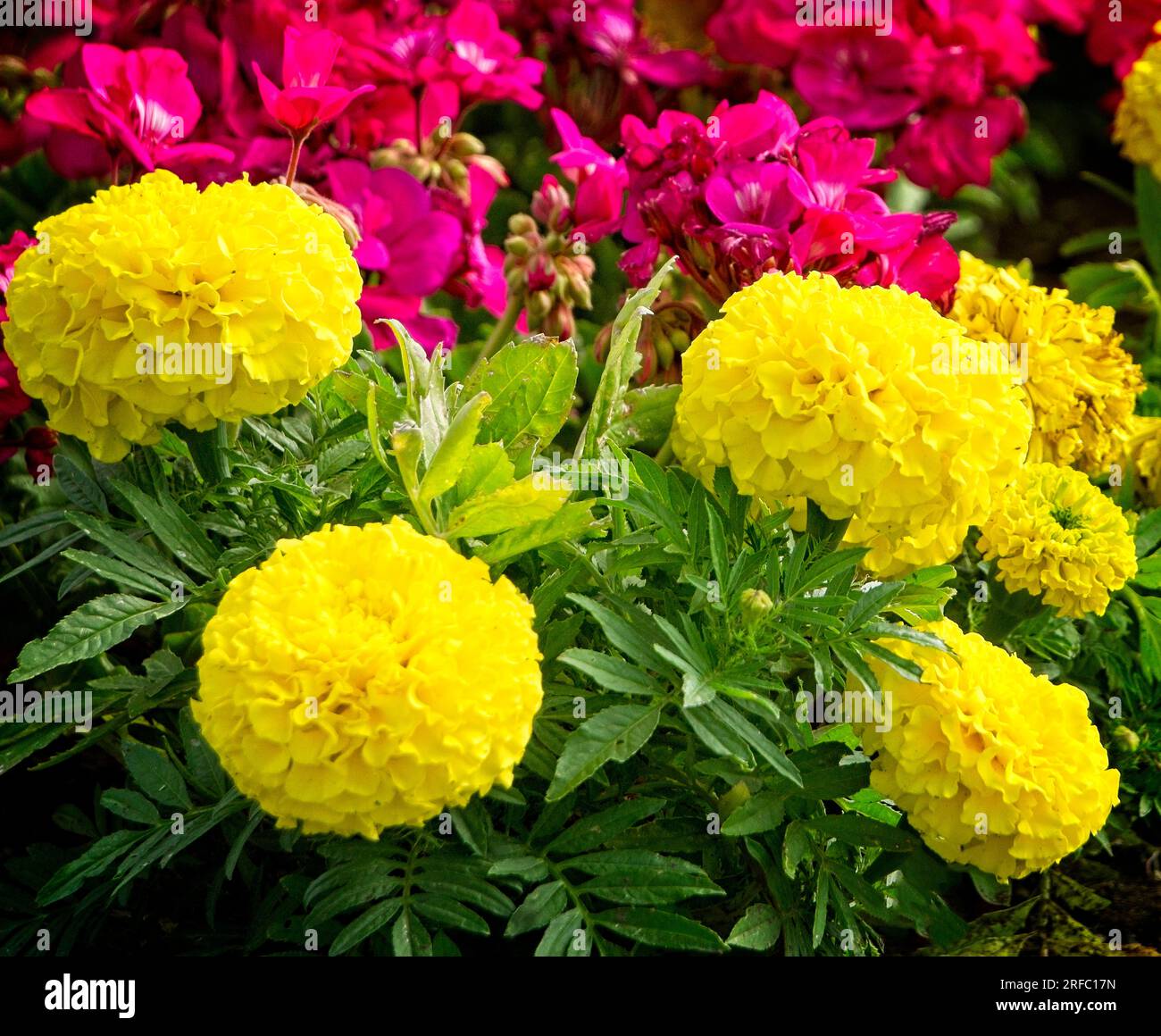 Bright marigold colors hi-res stock photography and images - Alamy