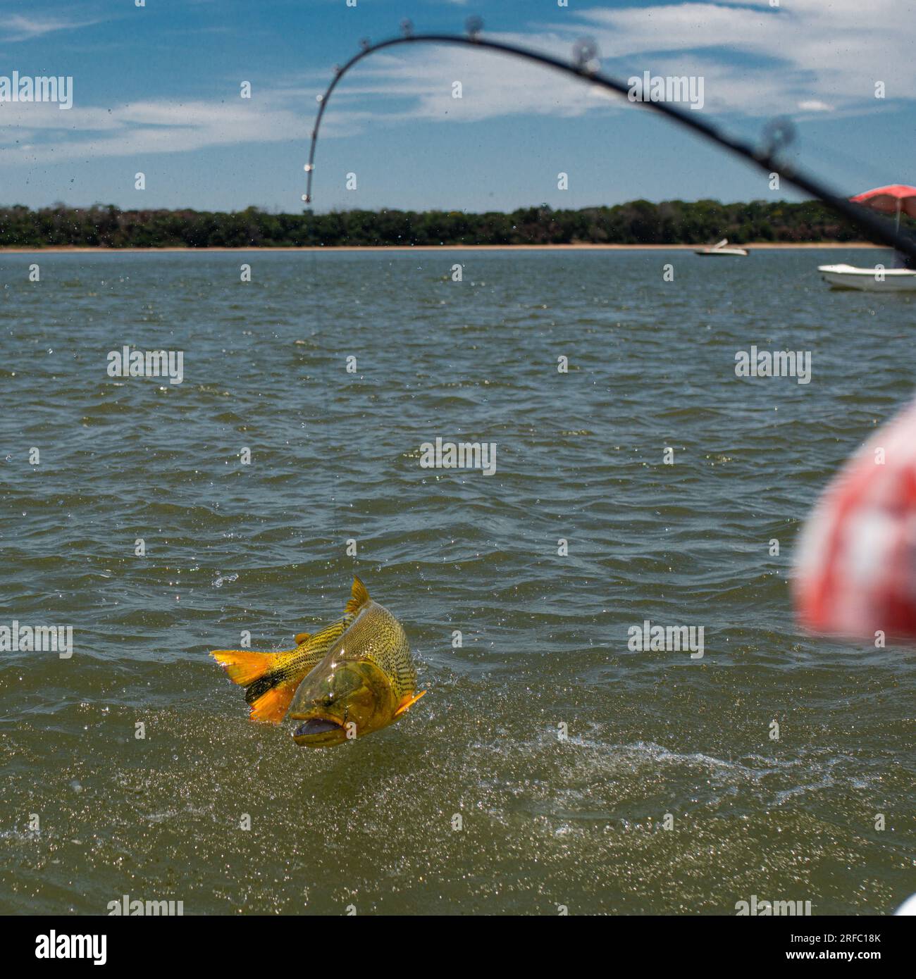 Big golden dorado (Salminus brasiliensis) jumping off the water during ...