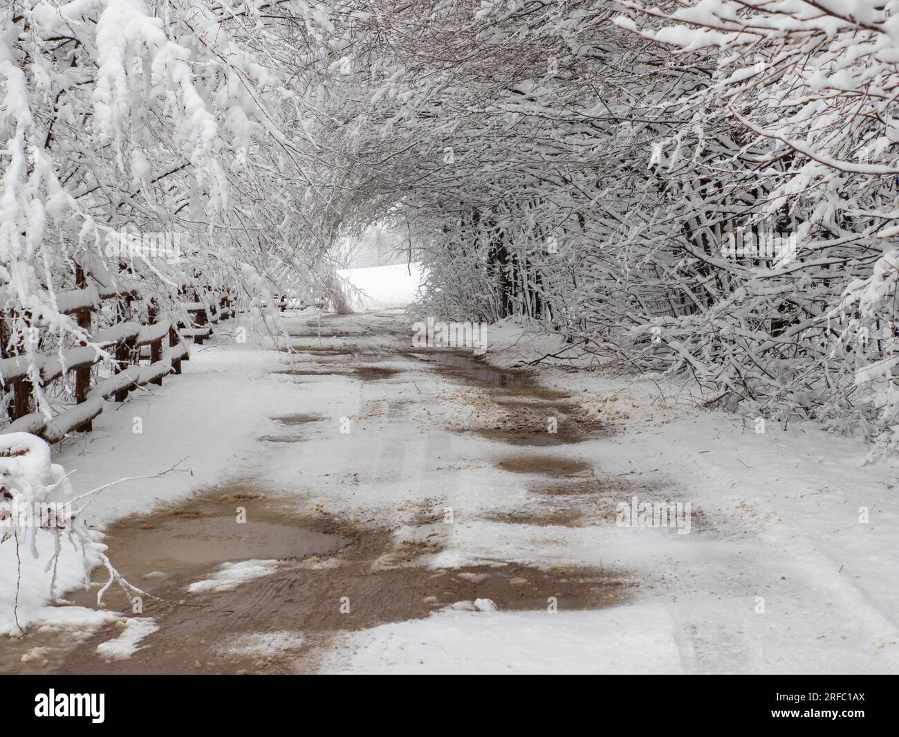 Beautiful winter landscape with white fluffy snow in Poland in April ...