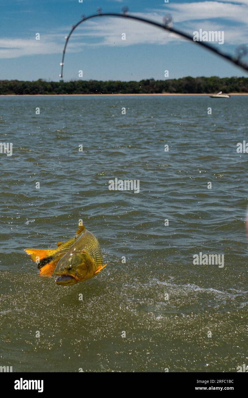 Big golden dorado (Salminus brasiliensis) jumping off the water during ...