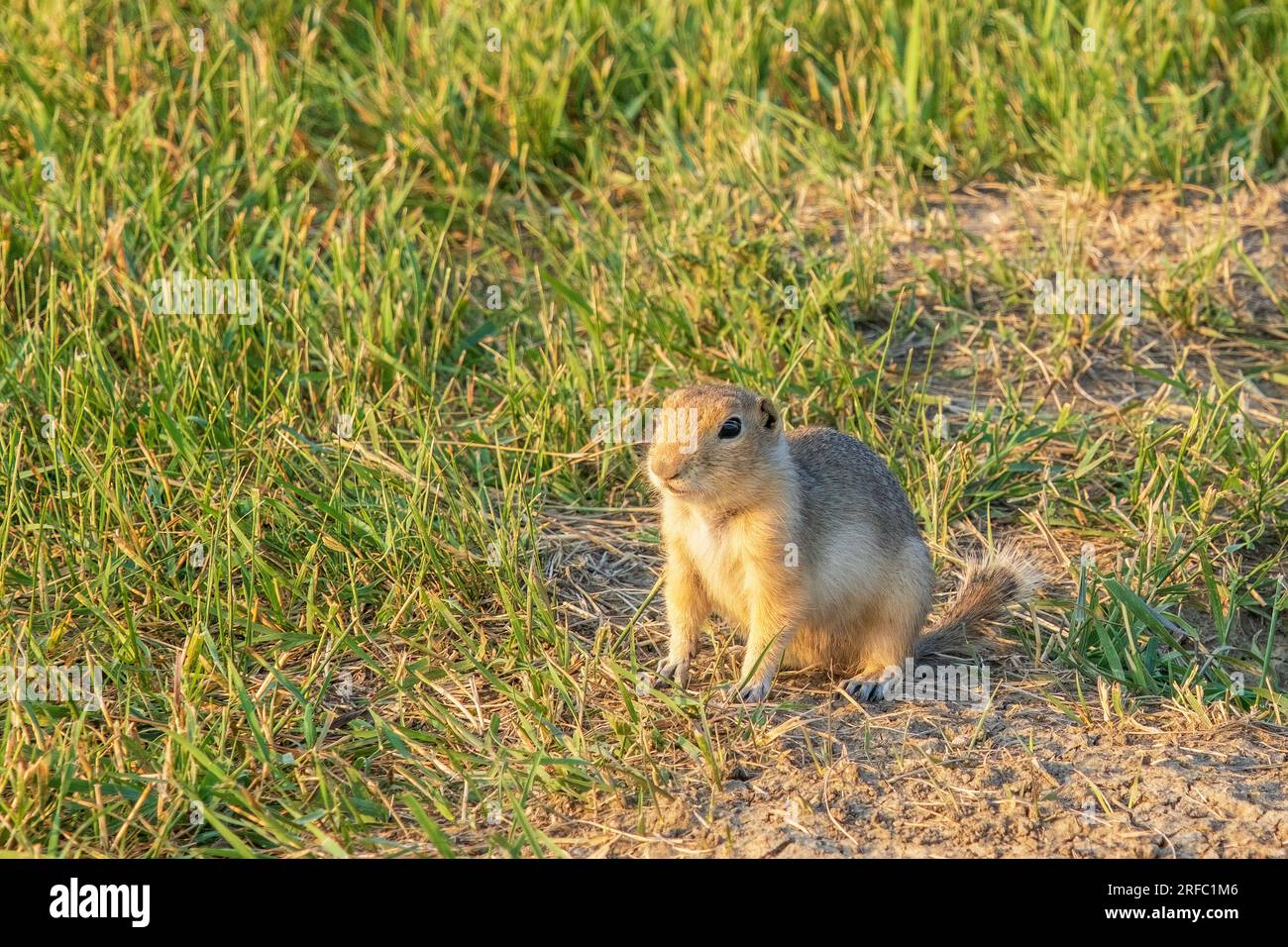 The White Tailed Prairie Dog Cynomys leucurus is a rodent related to ...