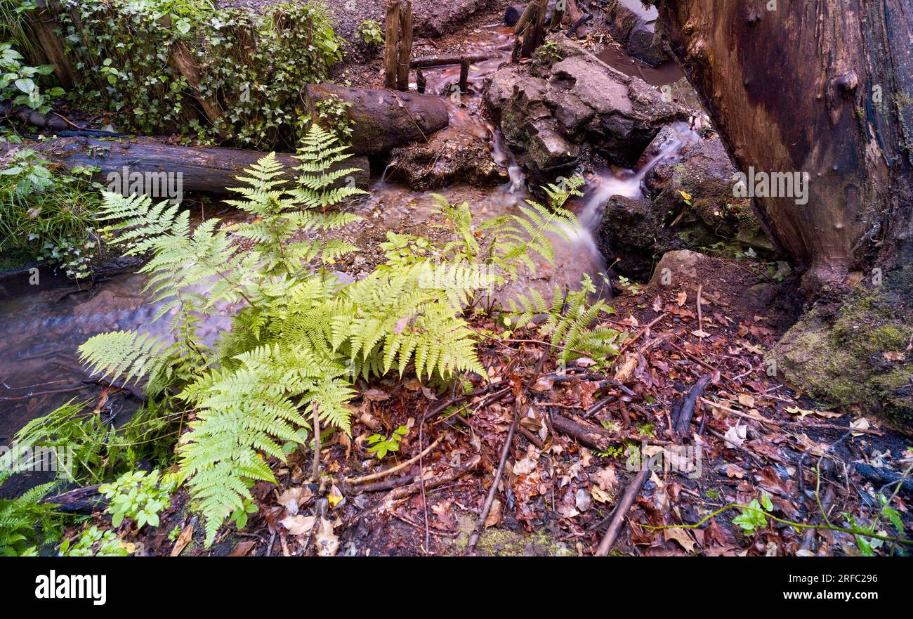 High resolution riperian intimate landscape with verdant ferns on the ...