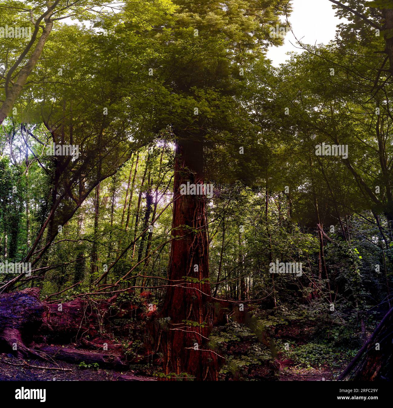 Striking intimate portraits of Woodland textures in appropriate light ...