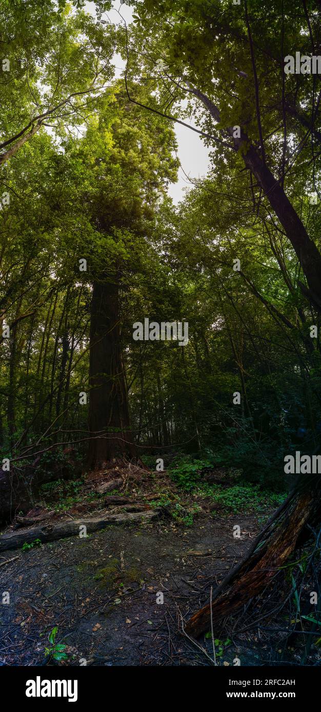 Striking intimate portraits of Woodland textures in appropriate light ...