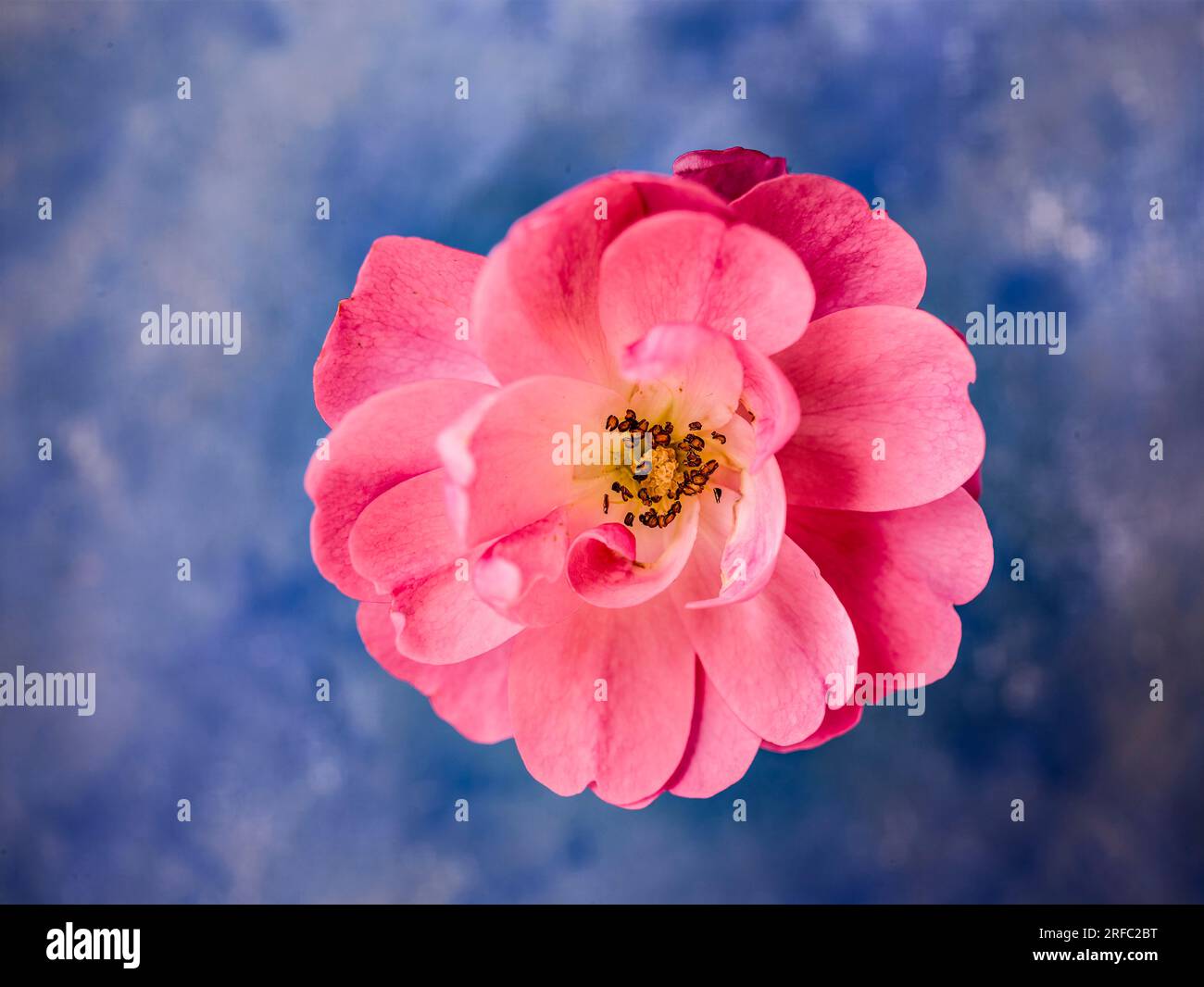 Flowering plant close up still life of single romantic climbing rose ...