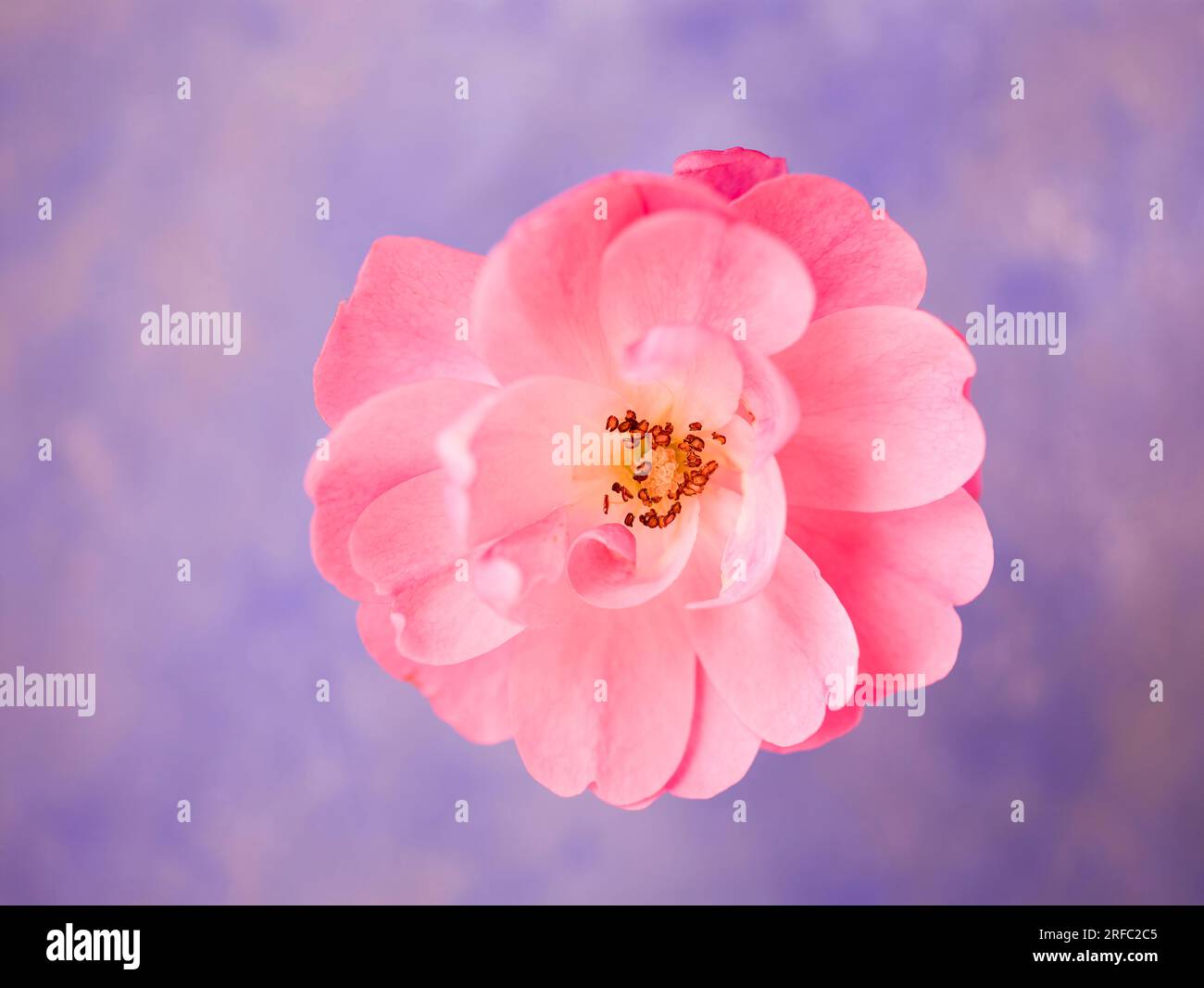 Flowering plant close up still life of single romantic climbing rose ...