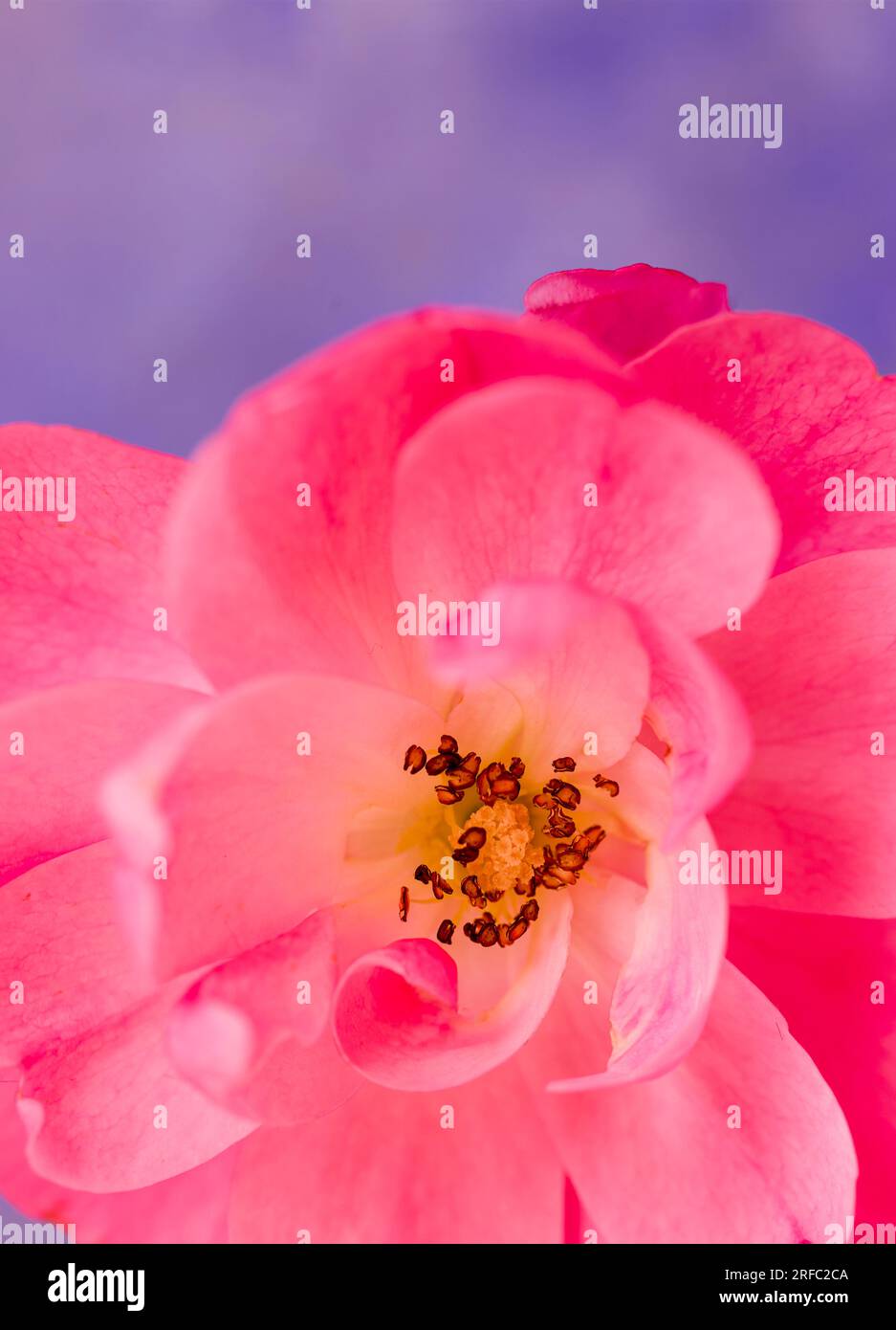 Flowering plant close up still life of single romantic climbing rose ...