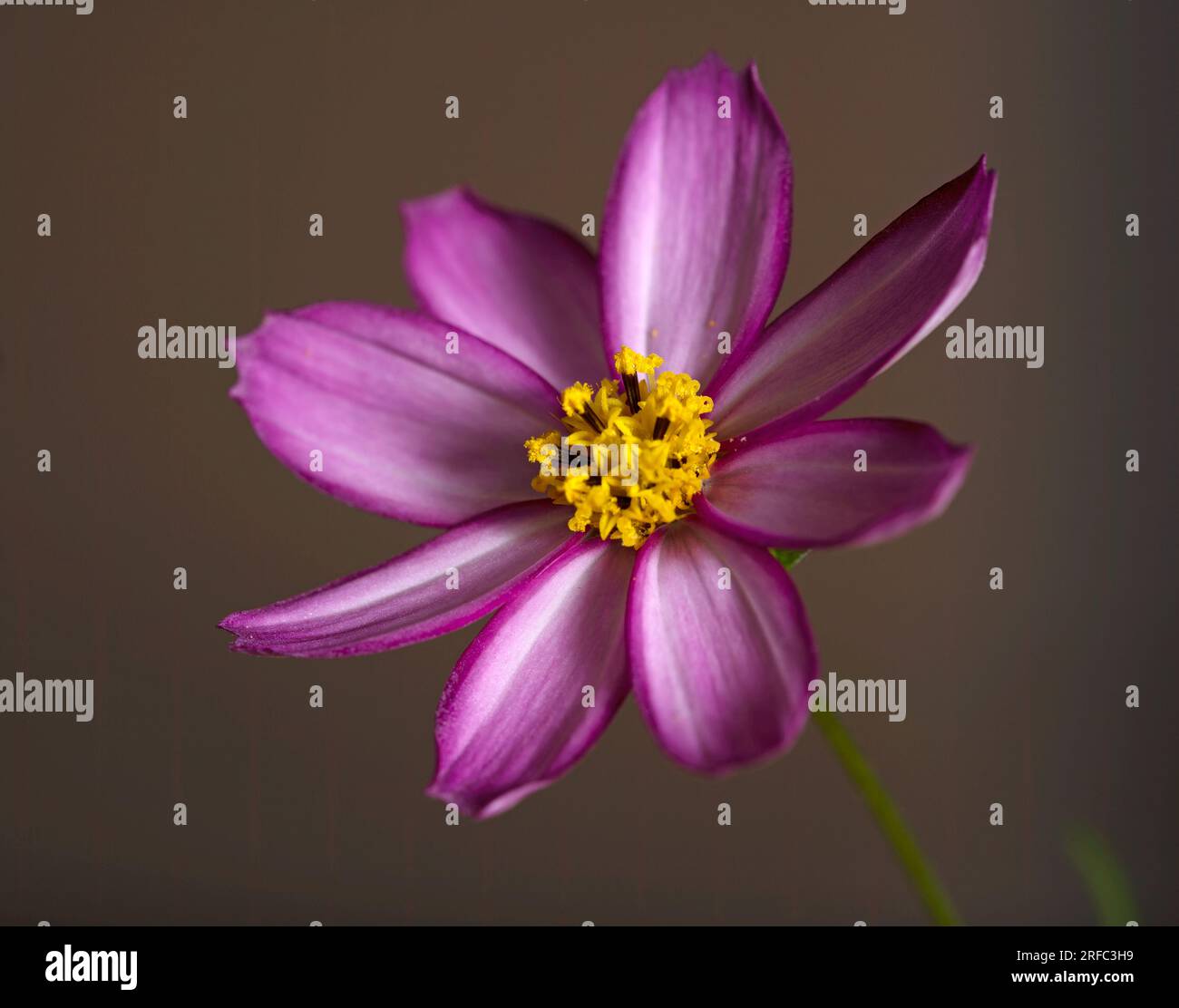 Purple cosmo flower hi-res stock photography and images - Alamy