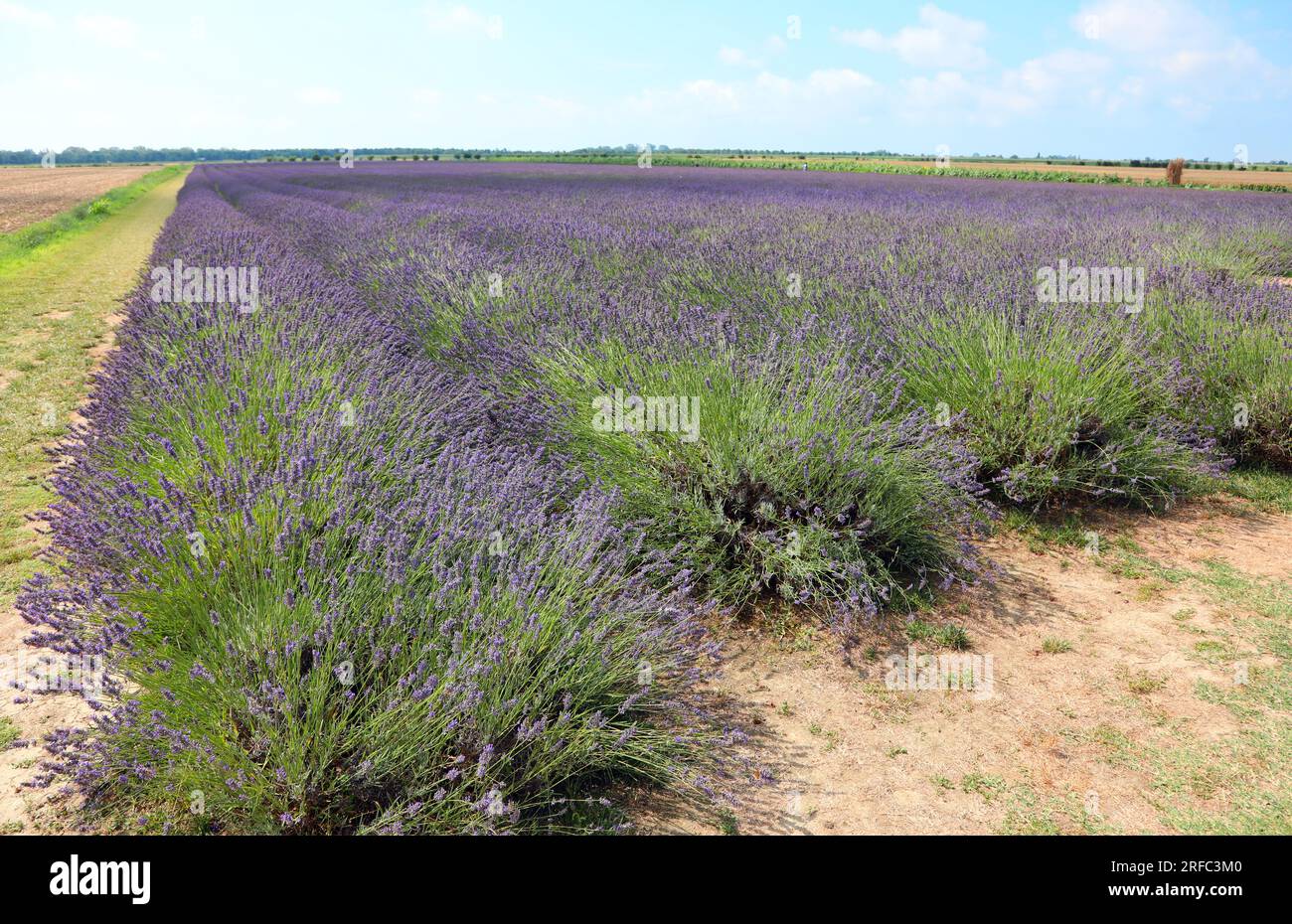 wide field of lavender flower in summer without people Stock Photo - Alamy