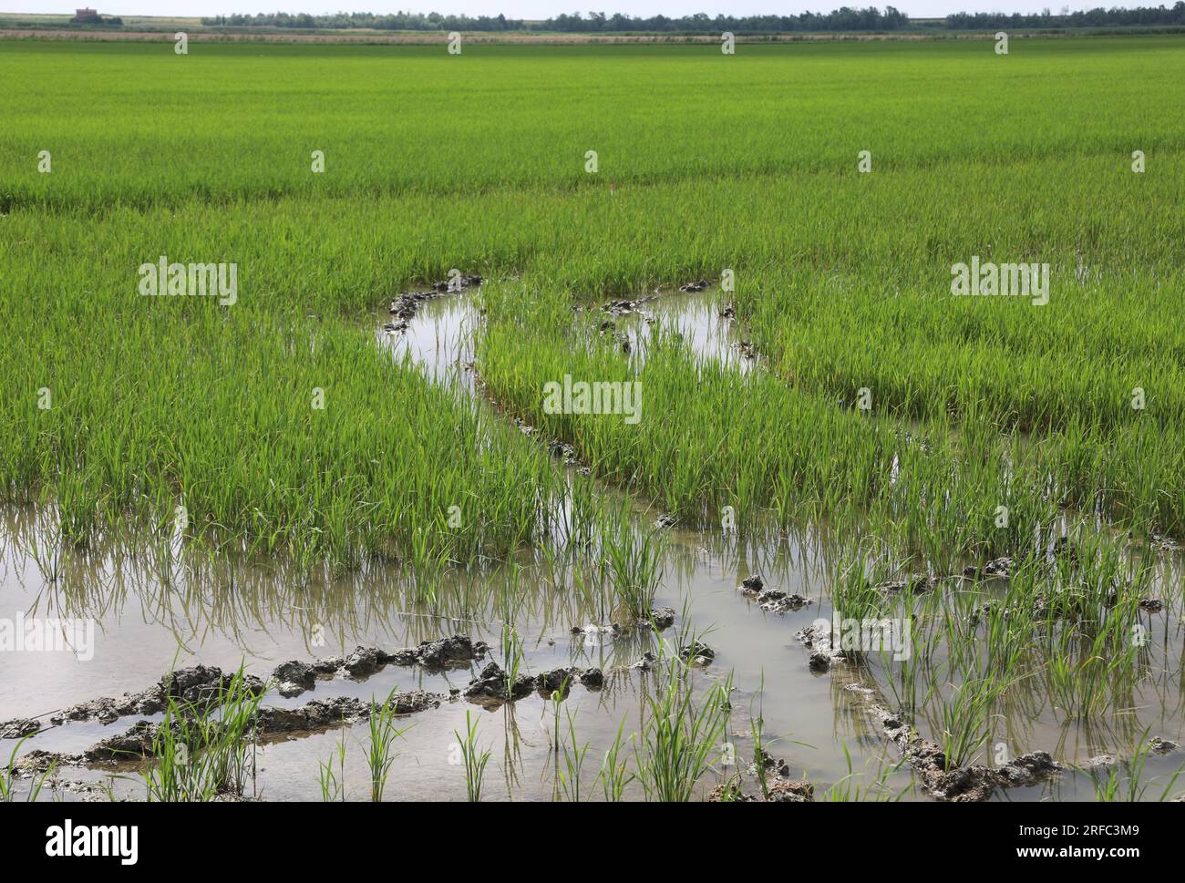 Po valley rice hi-res stock photography and images - Alamy