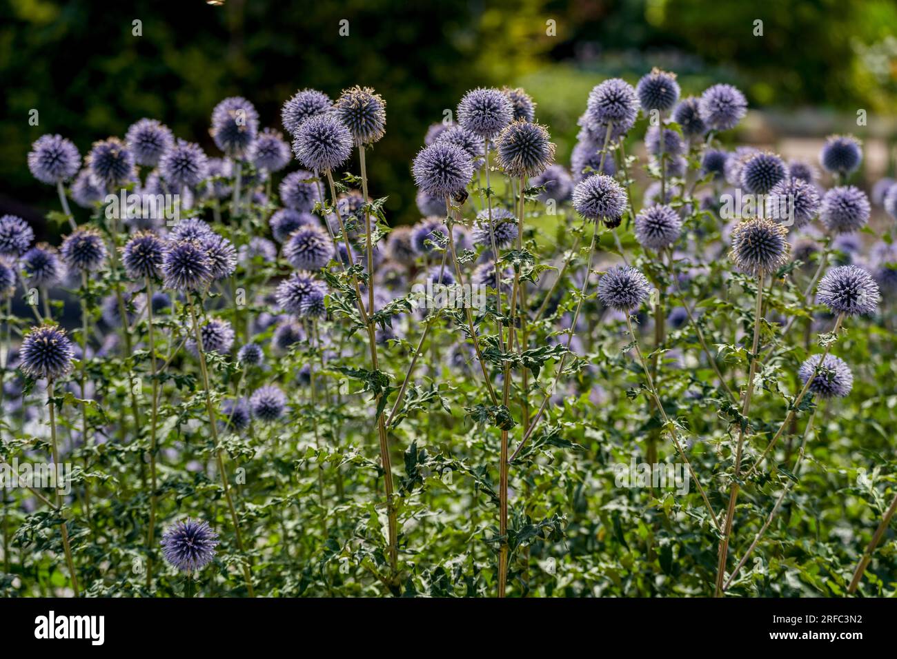 Echinops bannaticus, known as the blue globe-thistle Stock Photo - Alamy