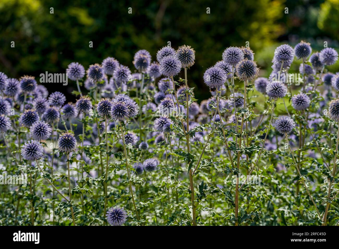 Echinops bannaticus, known as the blue globe-thistle Stock Photo - Alamy
