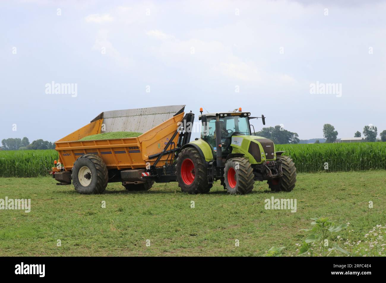 a tractor with a high side tipper drives at a pea field in the dutch ...